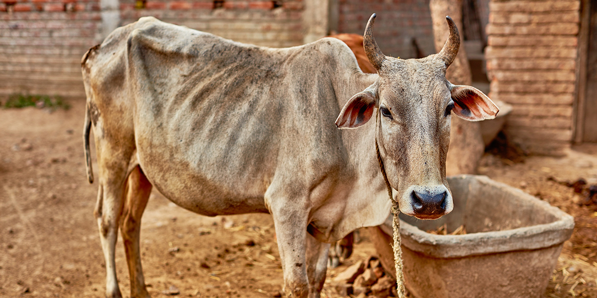 Ces expressions qui ont une origine biblique : « Une période de vaches ...
