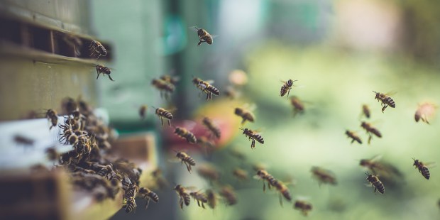 La disparition des abeilles : le signe d’une crise écologique globale