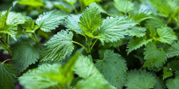 L'ortie, reine des plantes médicinales