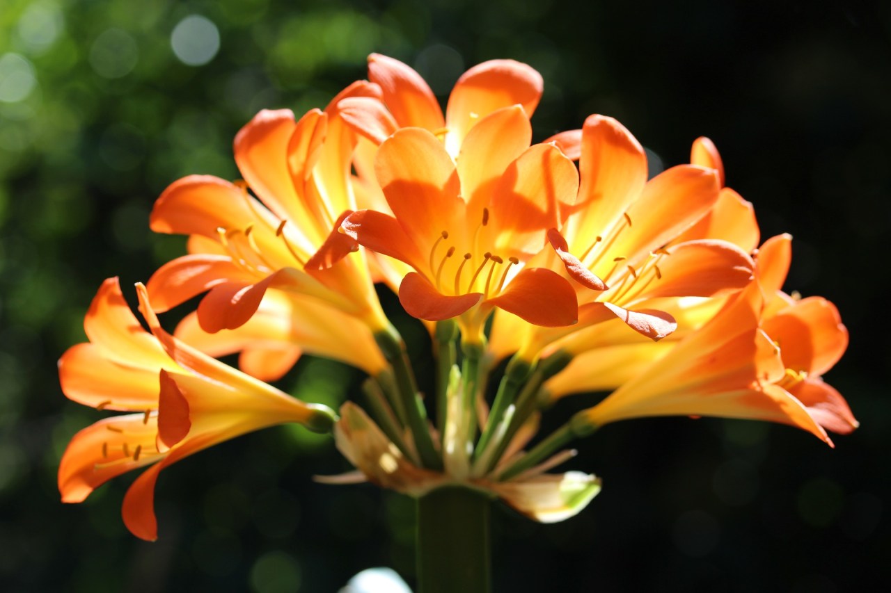 Quelles fleurs pour honorer saint Joseph