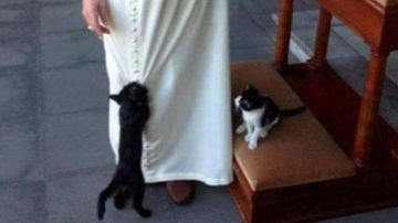 Benoît XVI, le Pape qui murmurait à l’oreille des chats