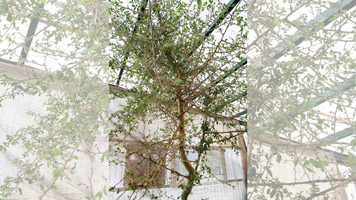 Ils ont fait renaître un arbre biblique disparu il y a des milliers d ...